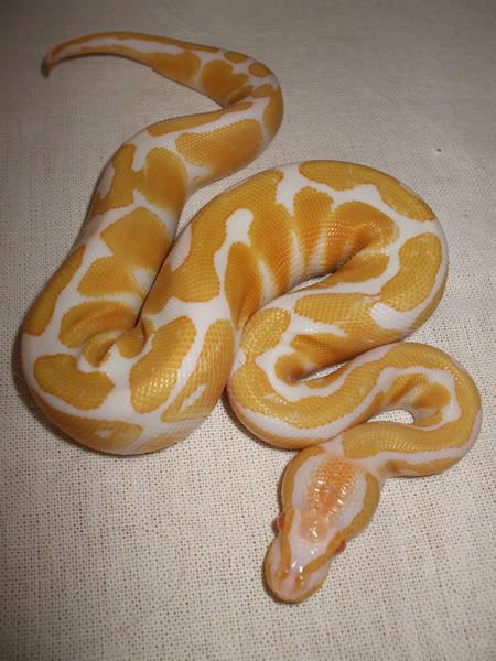 Royal Python Morph Sale !!!! | Reptile Forums